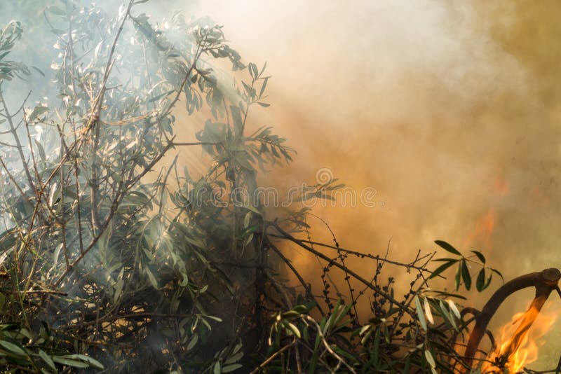 Olive branches and fire stock image. Image of spring - 75925501