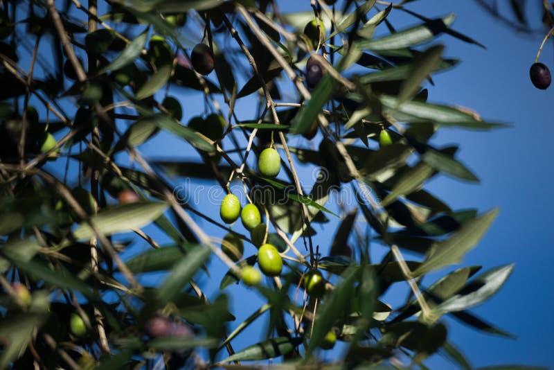 Olive Branches Full of Green and Black Olives on Blue Sky Background ...