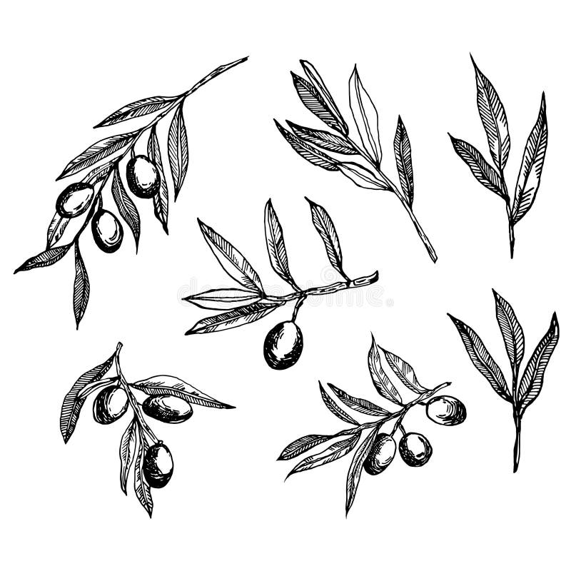 Olive Branches Graphics Vector. Isolated on a White Background. Olives ...