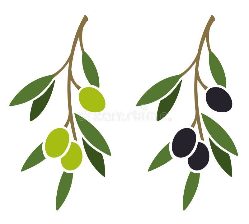 Olive Branches. Vector Illustrations Stock Illustration - Illustration ...