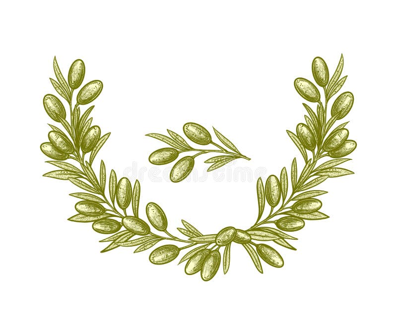 Olive Branches. Vector Illustrations of Branches with Fruits and Leaves ...