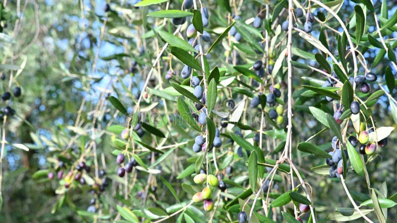 Bunch of Olive Ready for Harvest Stock Footage - Video of fresh, extra ...
