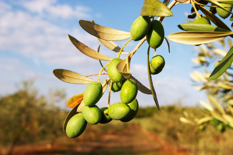 Olive Branch stock photo. Image of little, mature, closeup - 12672706