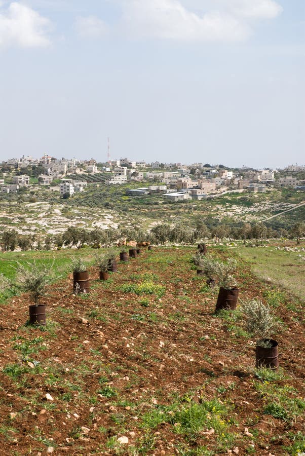 Olive stock image. Image of plantation, israel, farming - 30641571