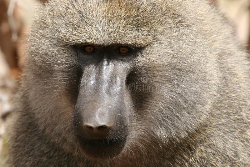 Olive de babouin image stock. Image du africain, fermer - 8951417