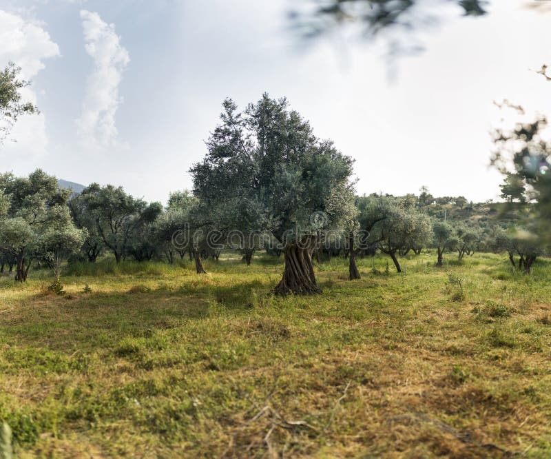 Olive Farm Square Panoramic Photo. Stock Photo - Image of blue, bokeh ...