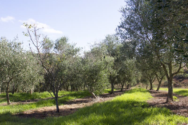 Olive farm stock image. Image of food, farm, kiwi, land - 93263003