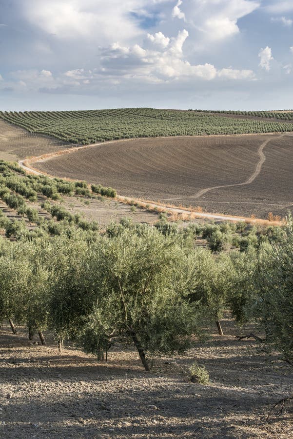 Farm Of Olive Groves And Vineyards In Foggy Morning Stock Image - Image ...