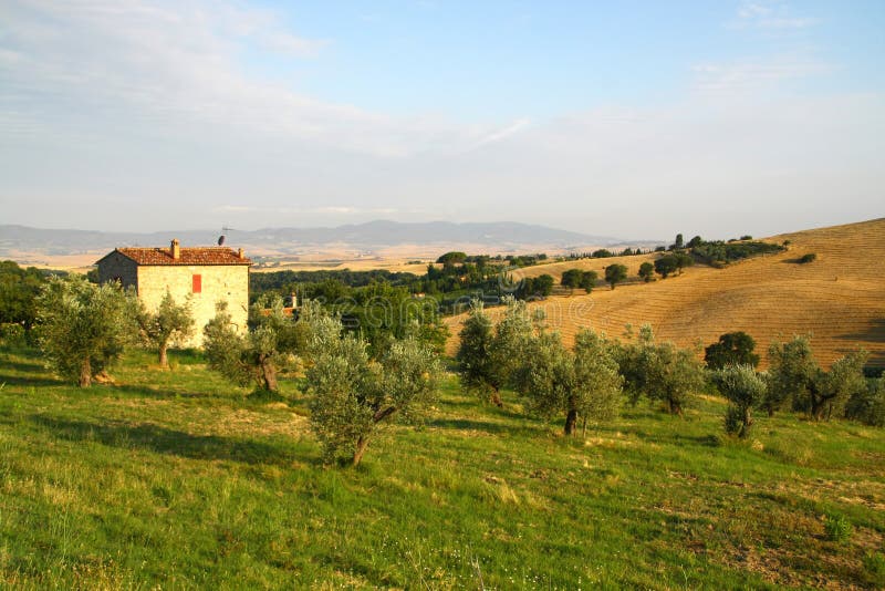 Olive field, Umbria, Italy stock photo. Image of mediterranean - 8021676
