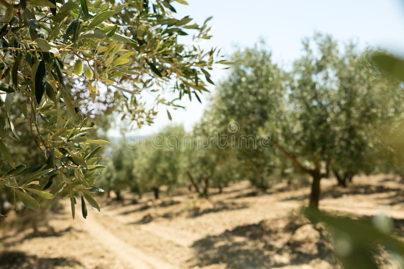 Olive field, Umbria, Italy stock photo. Image of mediterranean - 8021676