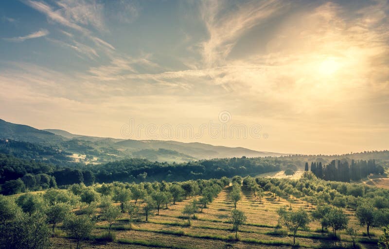 Olive field in Tuscany stock photo. Image of italian - 67716850
