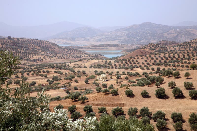 Olive fields stock photo. Image of agriculture, fabric - 2015568