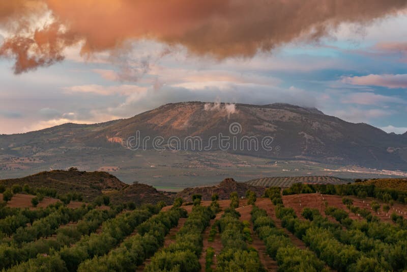 Olive fields stock photo. Image of clouds, farm, rural - 177972504