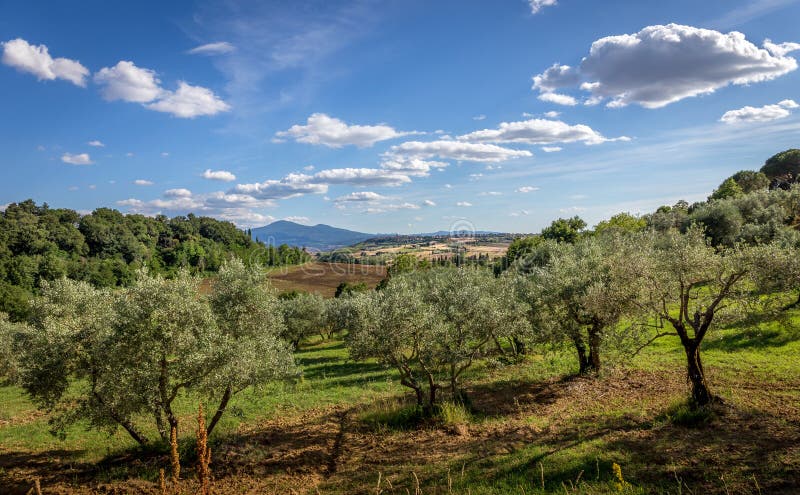 Olive fields of Tuscany stock photo. Image of italian - 74464192