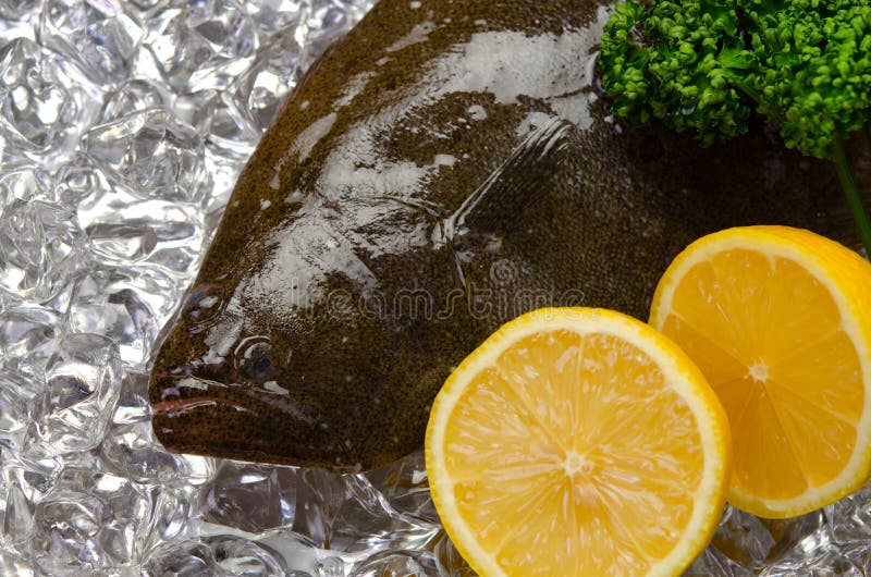 Olive flounder stock photo. Image of japanese, aquatic - 23212354