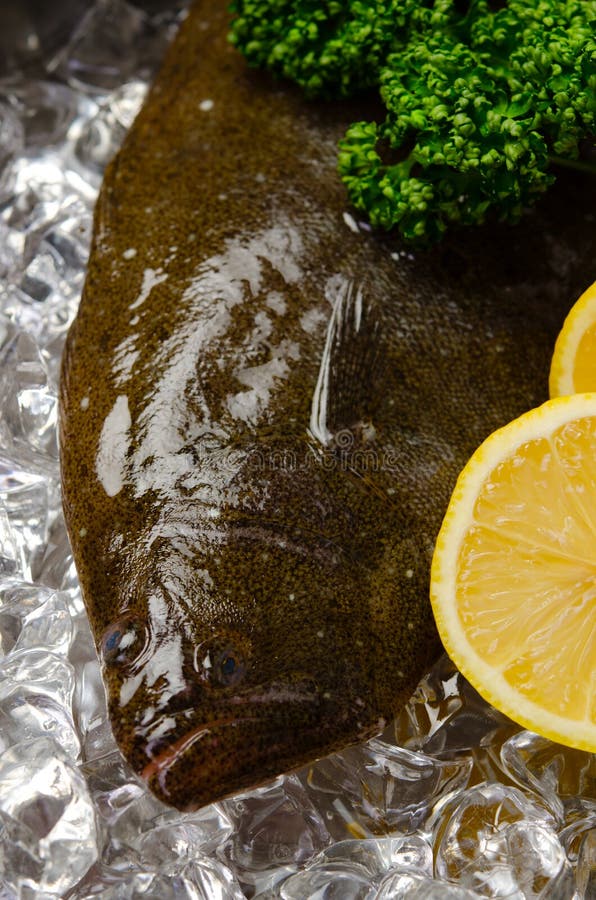Olive flounder stock photo. Image of japanese, aquatic - 23212354
