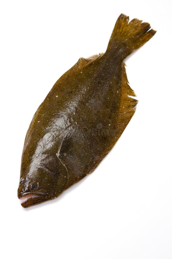 Olive flounder stock photo. Image of japanese, aquatic - 23212354