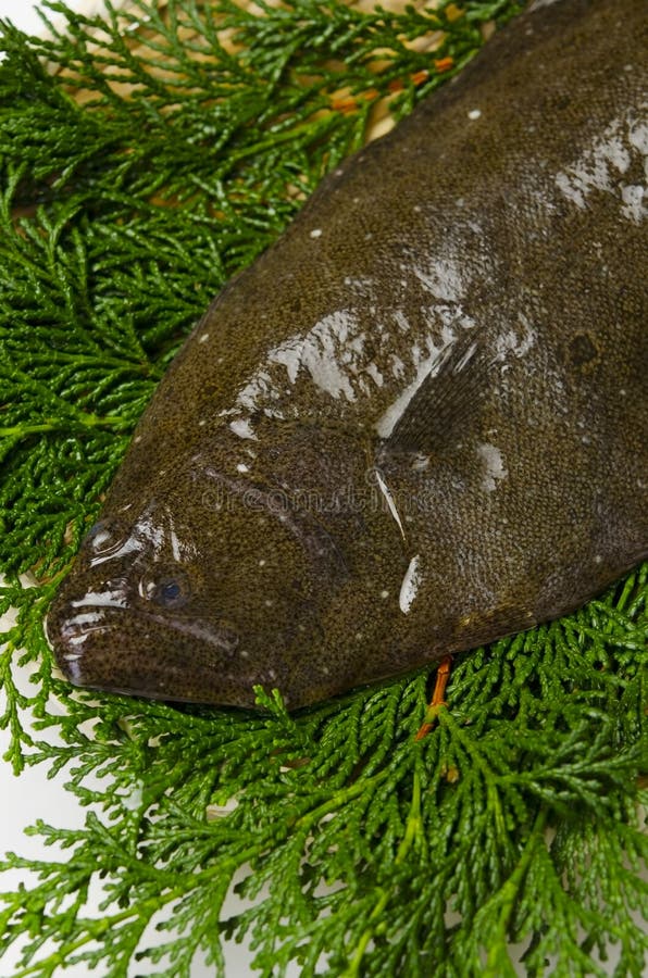 Olive flounder stock photo. Image of fresh, vertebrate - 23212292