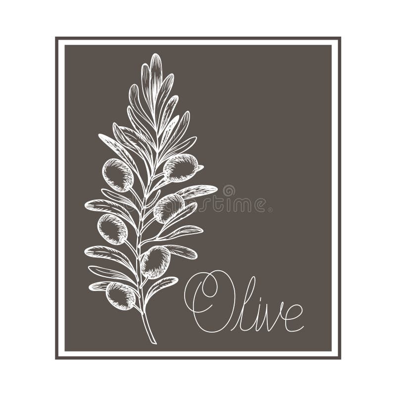 Olive Flower Drawing Isolated Icon Stock Vector - Illustration of ...