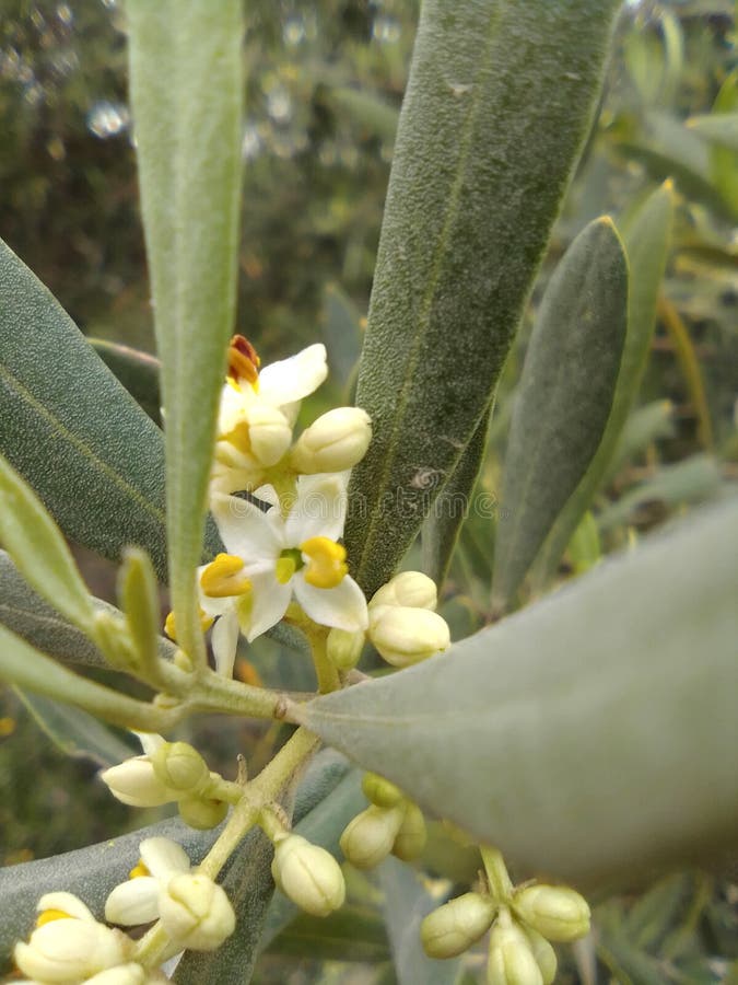 Olive flowers Spring time stock photo. Image of wildflower - 249197646