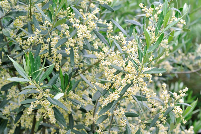 Olive Flowers stock image. Image of summer, leaf, agriculture - 32149499