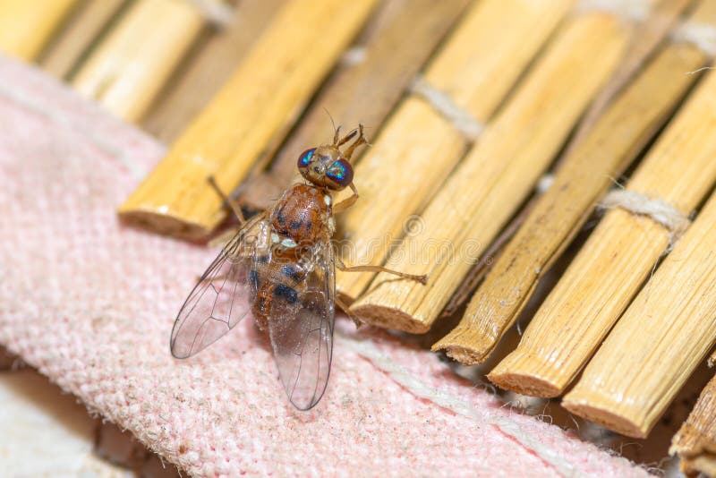 Olive Fruit Fly, Bactrocera Oleae Stock Image - Image of focus, closeup ...