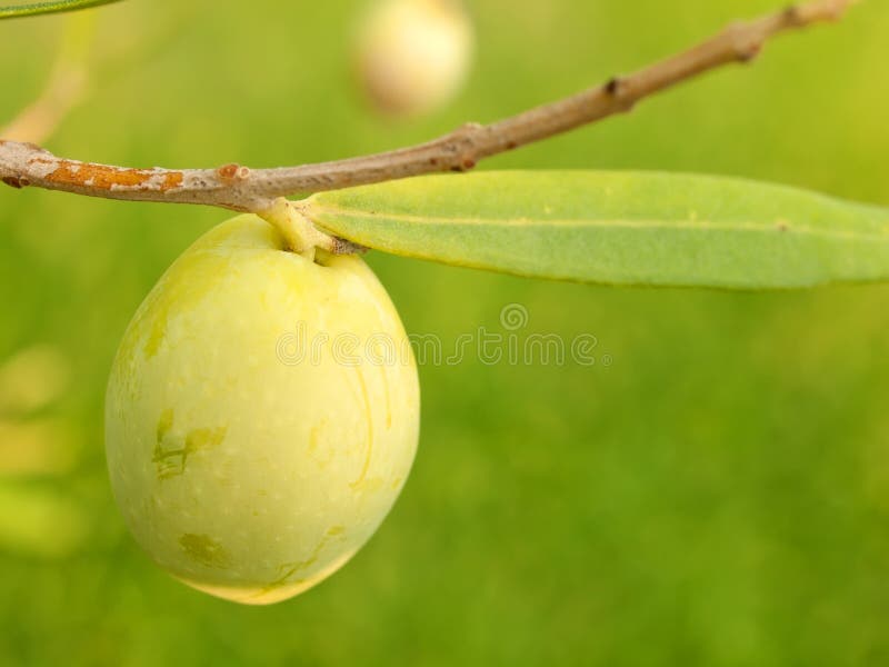 Olive fruit tree stock photo. Image of mediterranean - 26814866