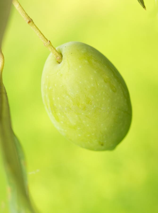 Olive fruit on tree macro stock image. Image of agriculture - 26814927