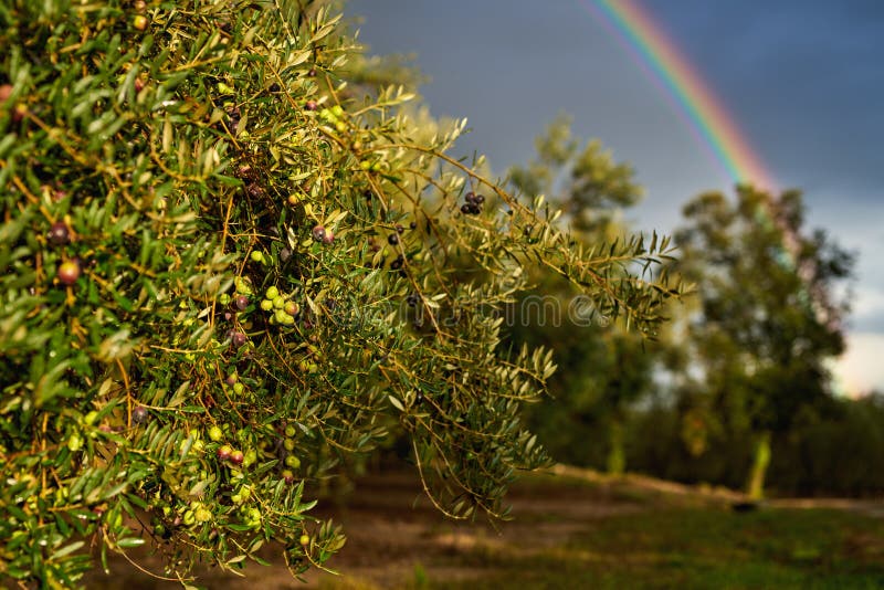 Olive Fruits on a Branch. Olive Tree Stock Image - Image of ...