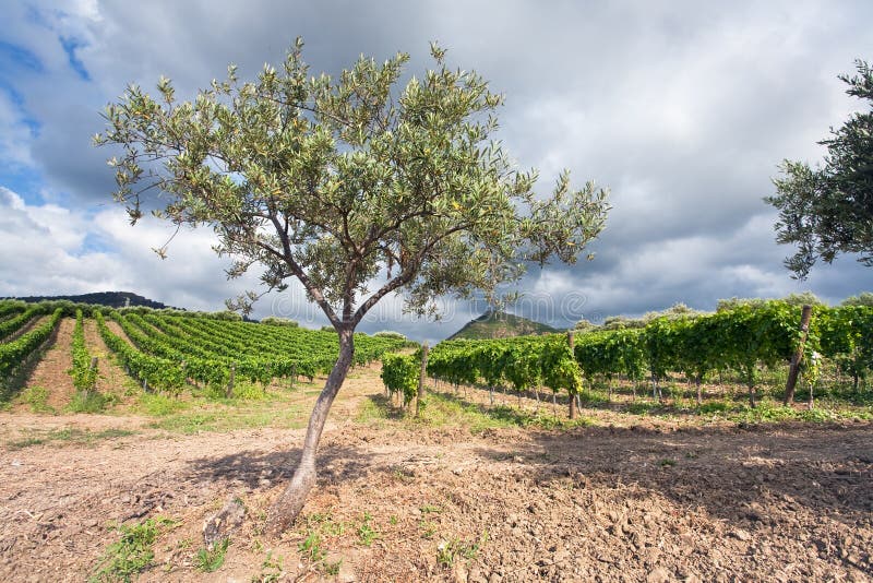Olive Garden and Vineyard, Sicily Stock Photo - Image of nature, field ...