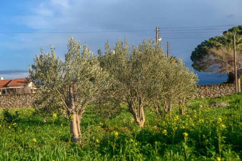 Olive Garden in Winter in Cyprus 1 Stock Photo - Image of maturity ...