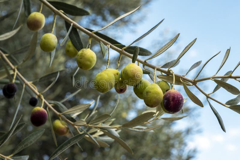 The Olive Grains on the Branch Stock Photo - Image of garden, season ...