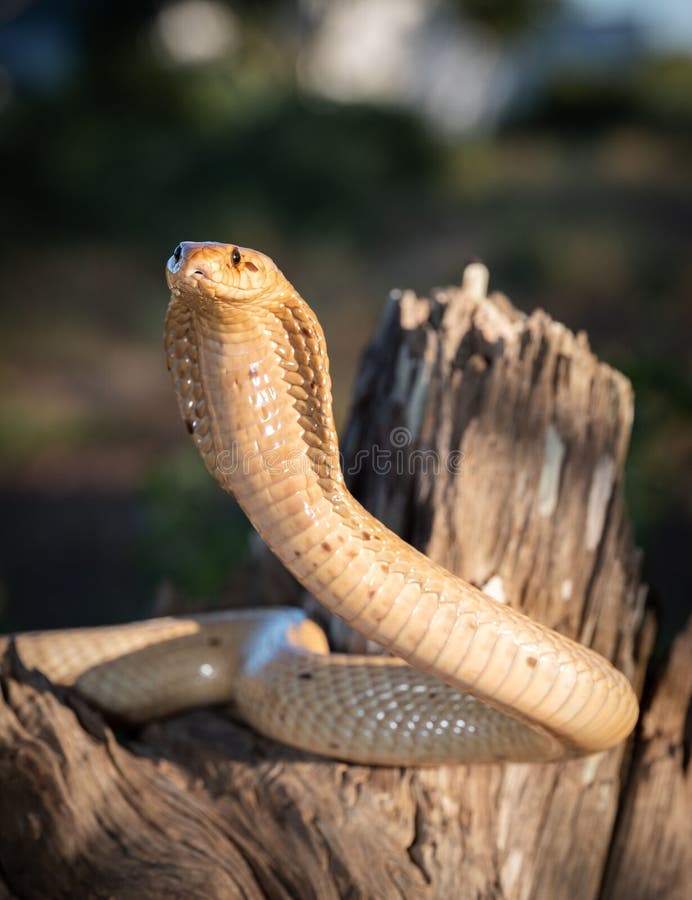 An Olive Tree Snake with a Blue Eyes is Laying Down Stock Image - Image ...