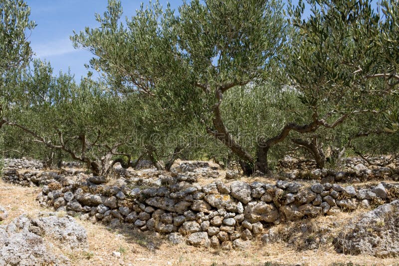 Olive Grove stock photo. Image of landscape, stone, foliage - 16440360