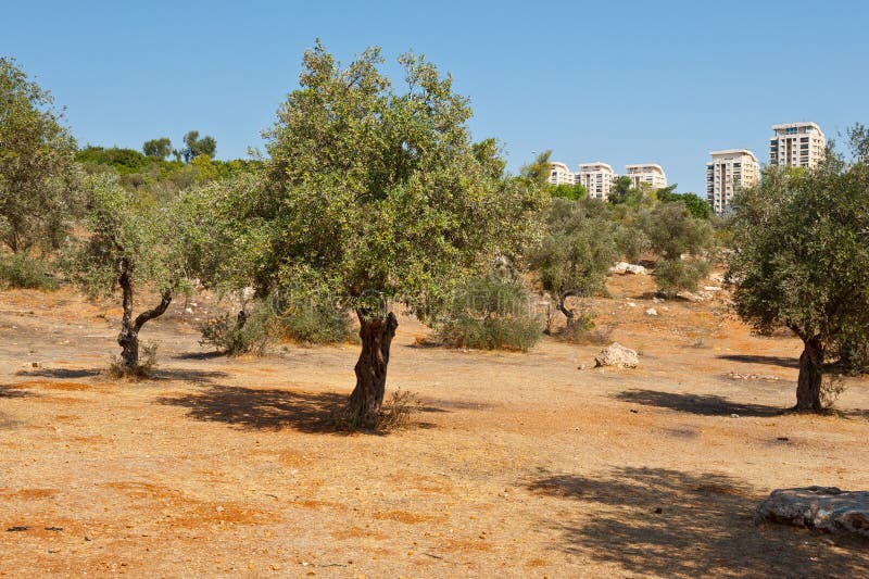 Kosher McDonalds editorial stock image. Image of jewish - 24000504