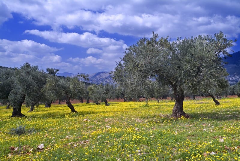 Olive grove stock photo. Image of ancient, grove, grow - 4437172