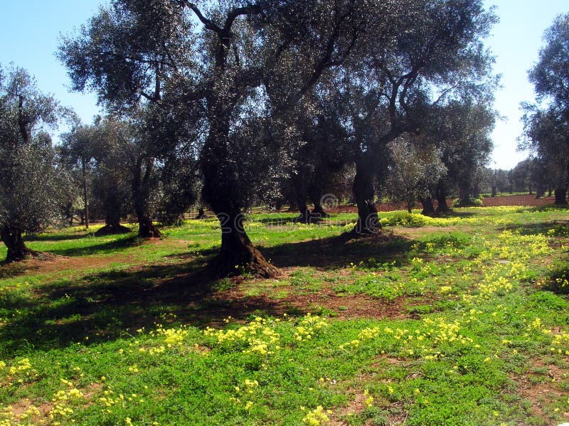 Olive tree grove stock image. Image of culture, agriculture - 34564975