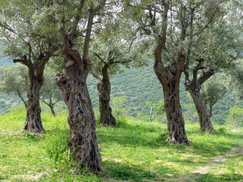 Olive tree stock image. Image of italy, rural, green - 14208073