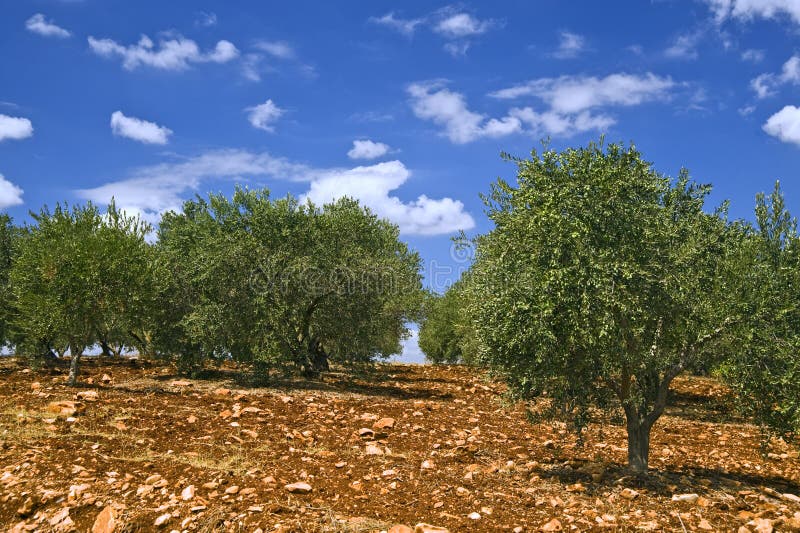 Olive Grove Picture. Image: 5895927
