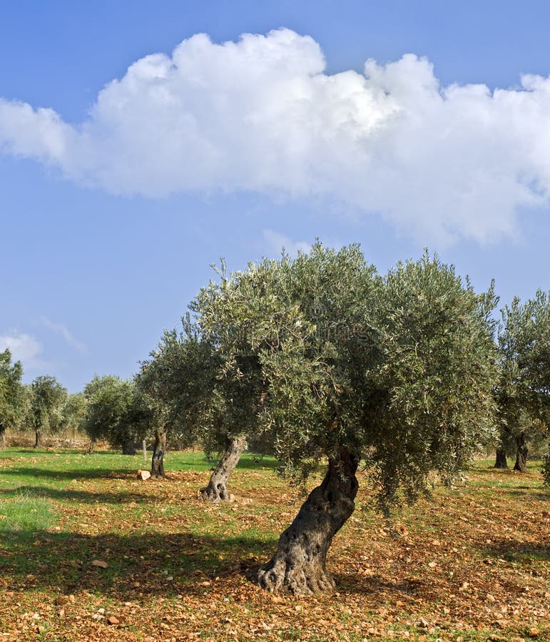 Olive grove stock photo. Image of ancient, grove, grow - 4437172