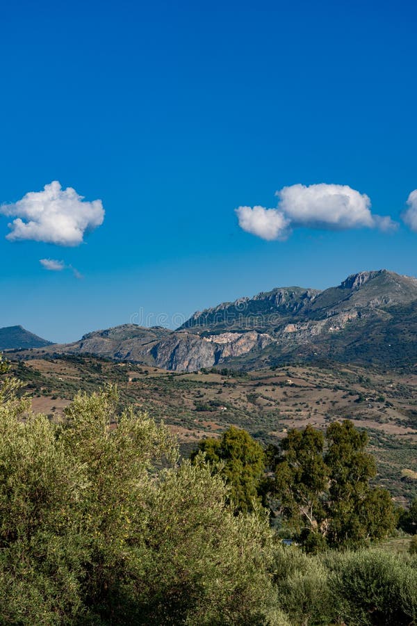Olive Grove in Collesano Italy Stock Photo - Image of mediterranean ...