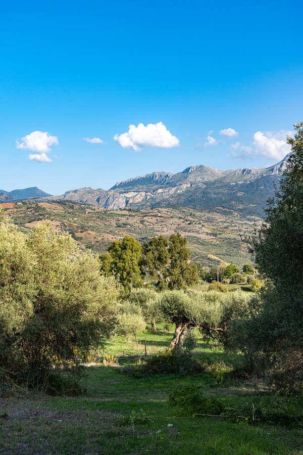 Olive Grove in Collesano Italy Stock Image - Image of plant, branch ...