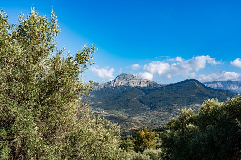 Olive Grove in Collesano Italy Stock Photo - Image of olive, valley ...