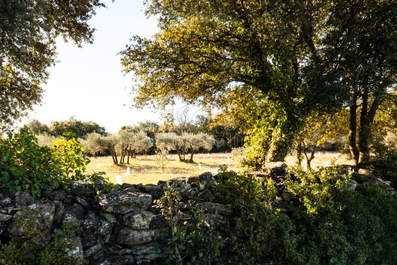 Olive Grove Landscape and Stone Wall Stock Image - Image of trees ...