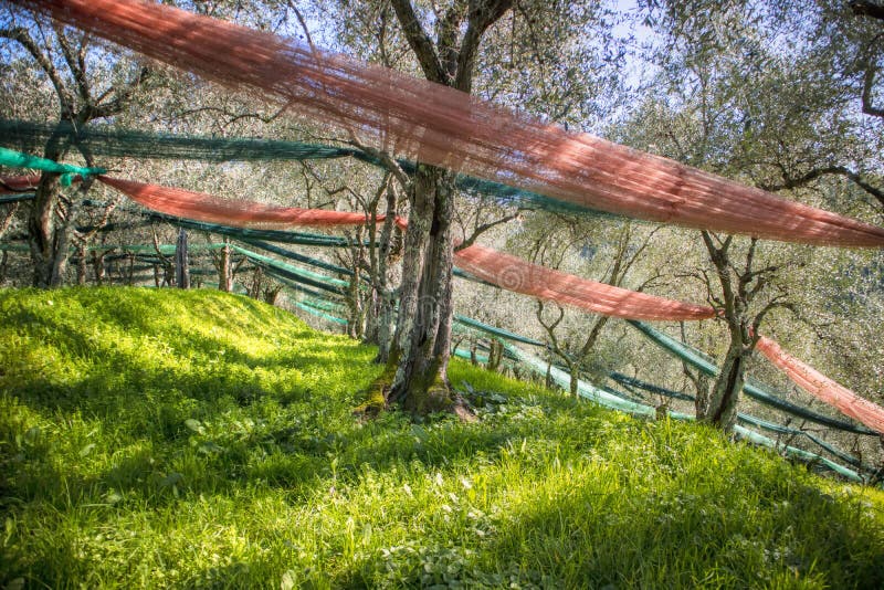 184 Break Olive Tree Stock Photos - Free & Royalty-Free Stock Photos ...