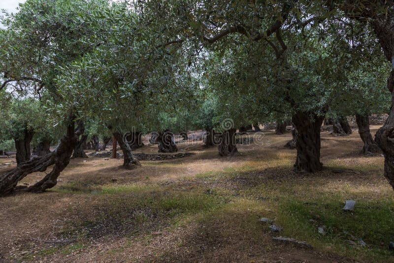 Olive Grove on the Island of Thassos in Greece. Large Trees Bear Olives ...