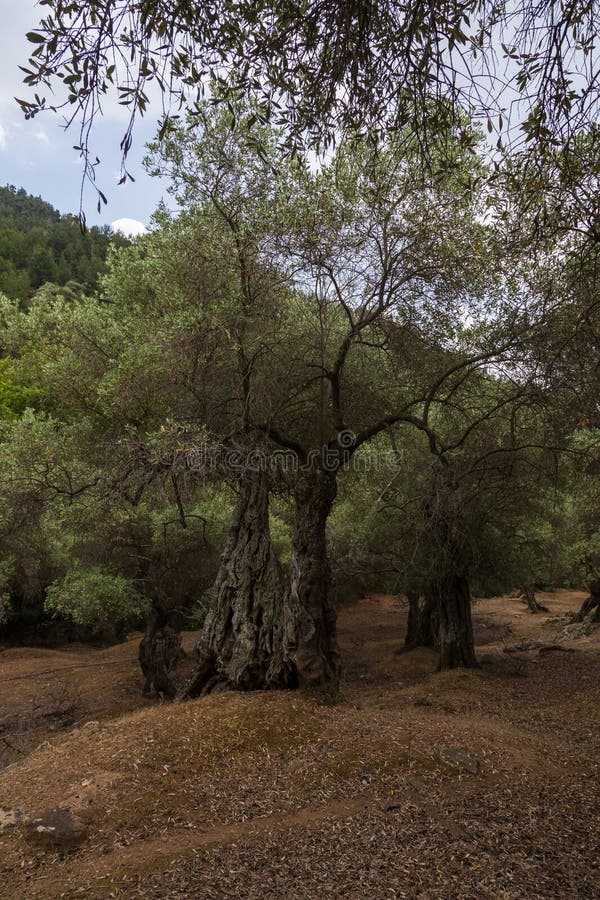 Olive Grove on the Island of Thassos in Greece. Large Trees Bear Olives ...