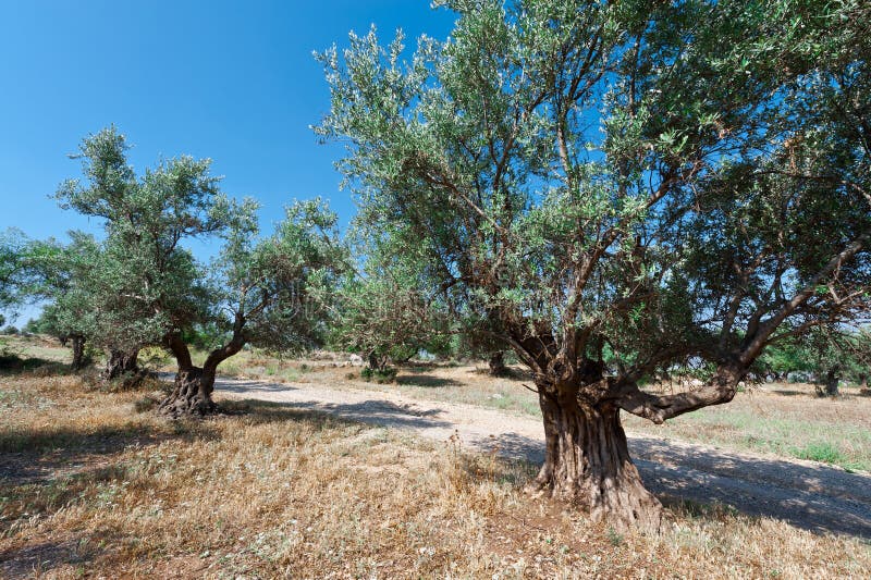 Olive Grove stock image. Image of cultivated, east, middle - 72433769