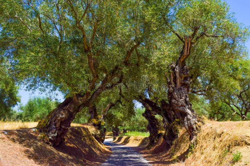 The olive grove. stock photo. Image of gulf, countryside - 116616694