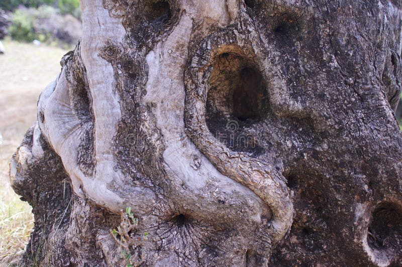 The Olive Grove, the Original Tree Trunk, Trees, Old Stock Image ...